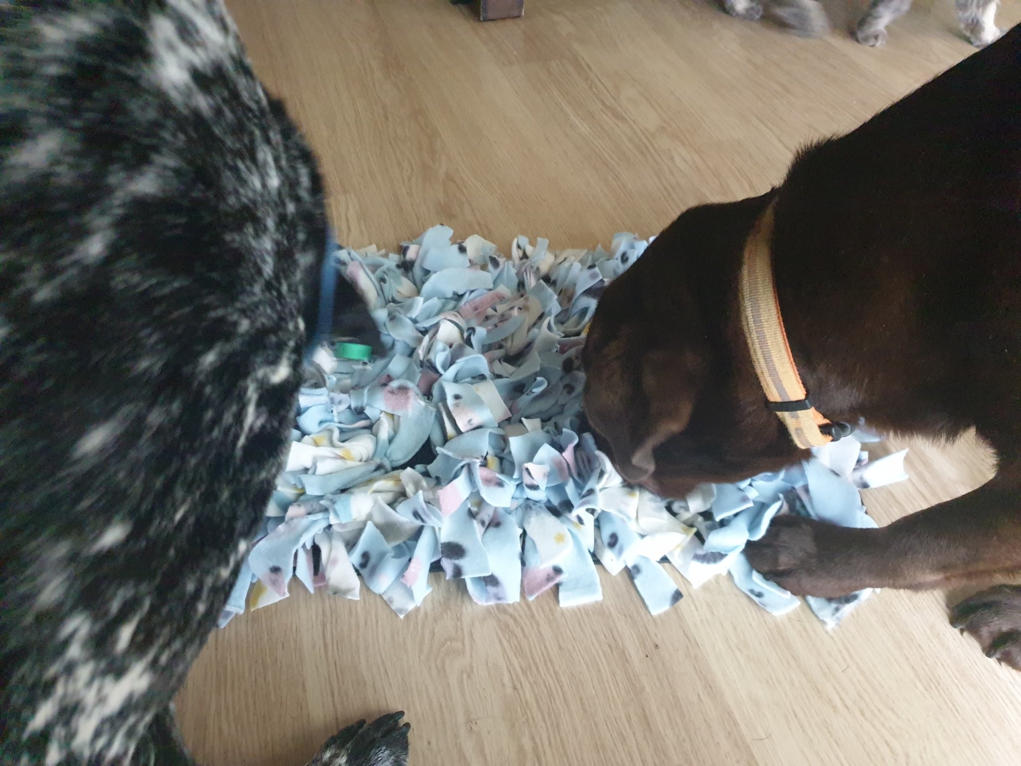 Keeping Your Pet Busy During the Coronavirus Isolation - Caroline ...